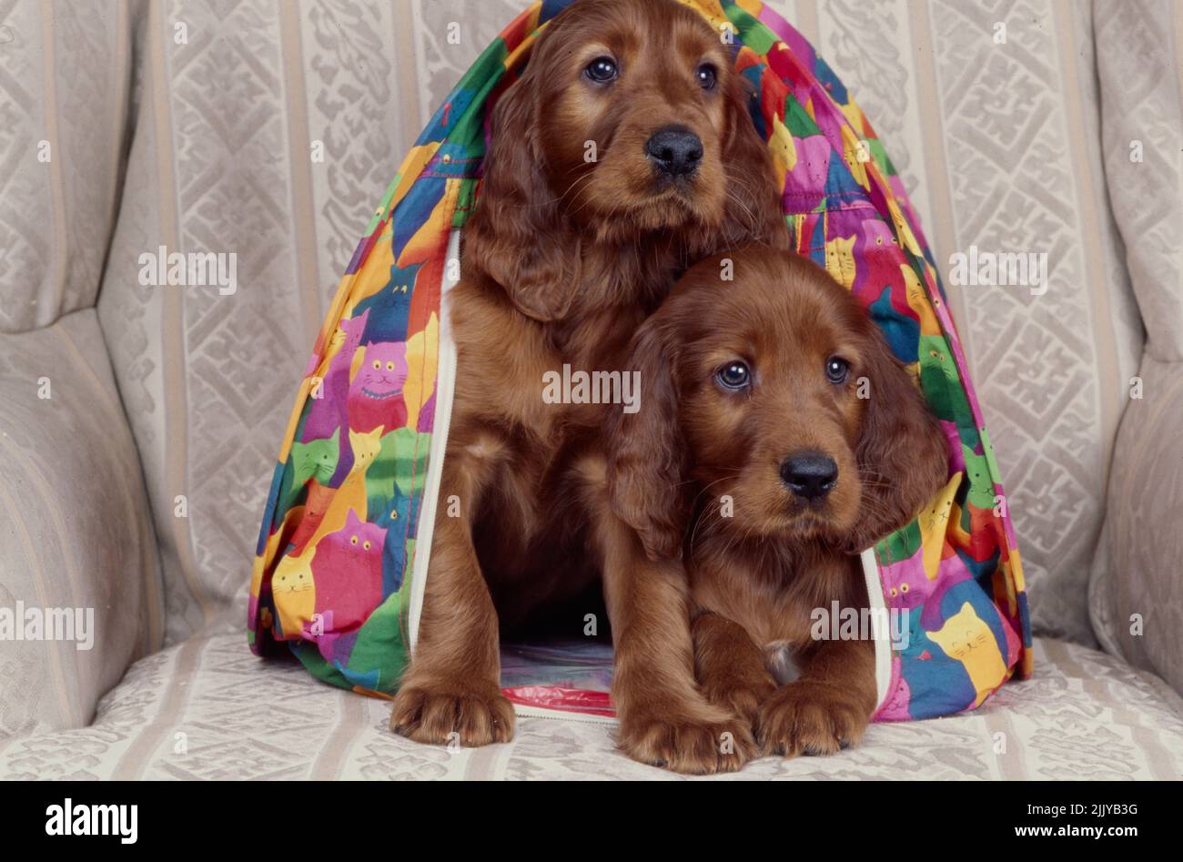 Irish Setter puppies on couch in carrier Stock Photo - Alamy