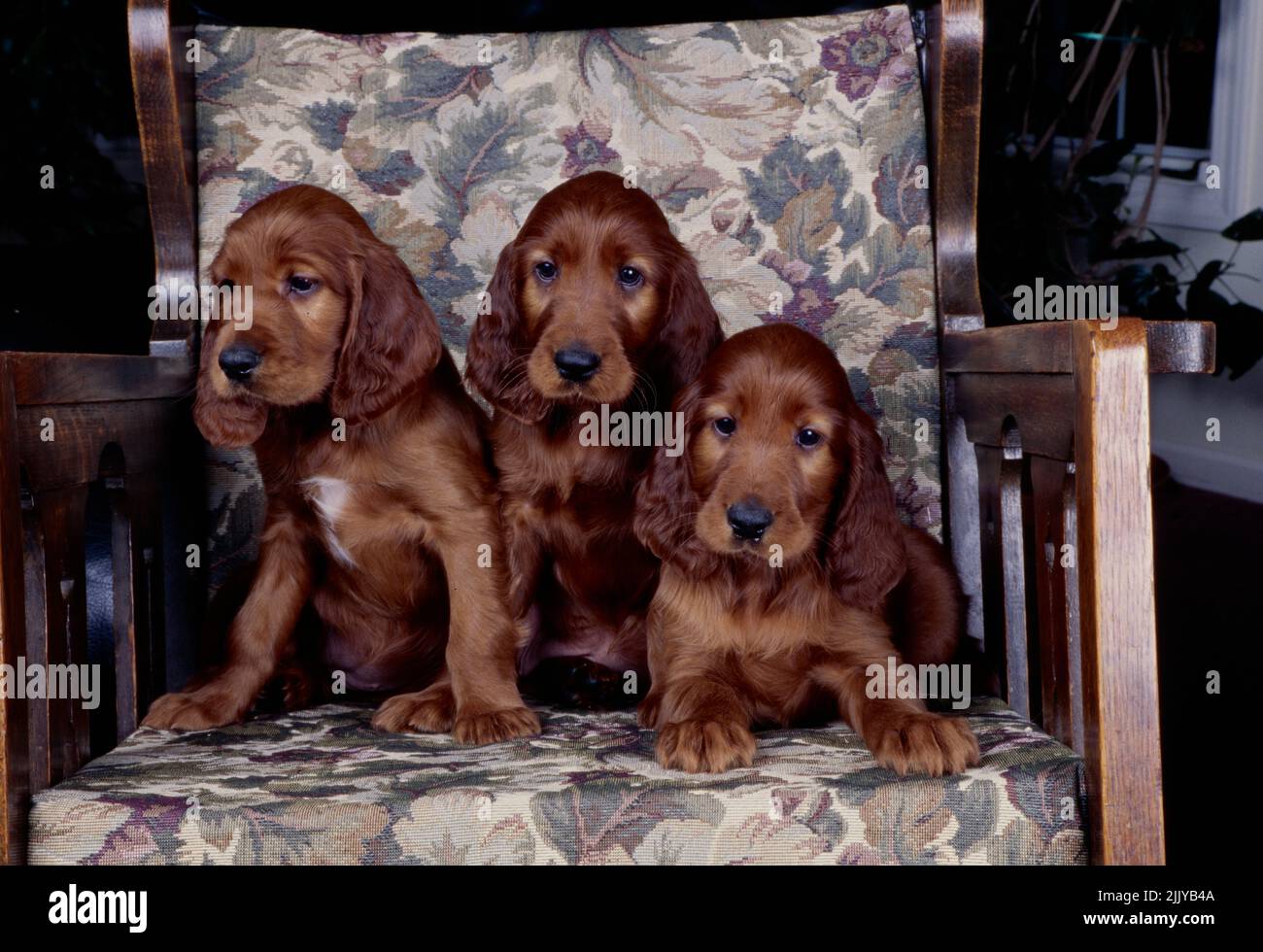 Irish Setter puppies on chair Stock Photo - Alamy
