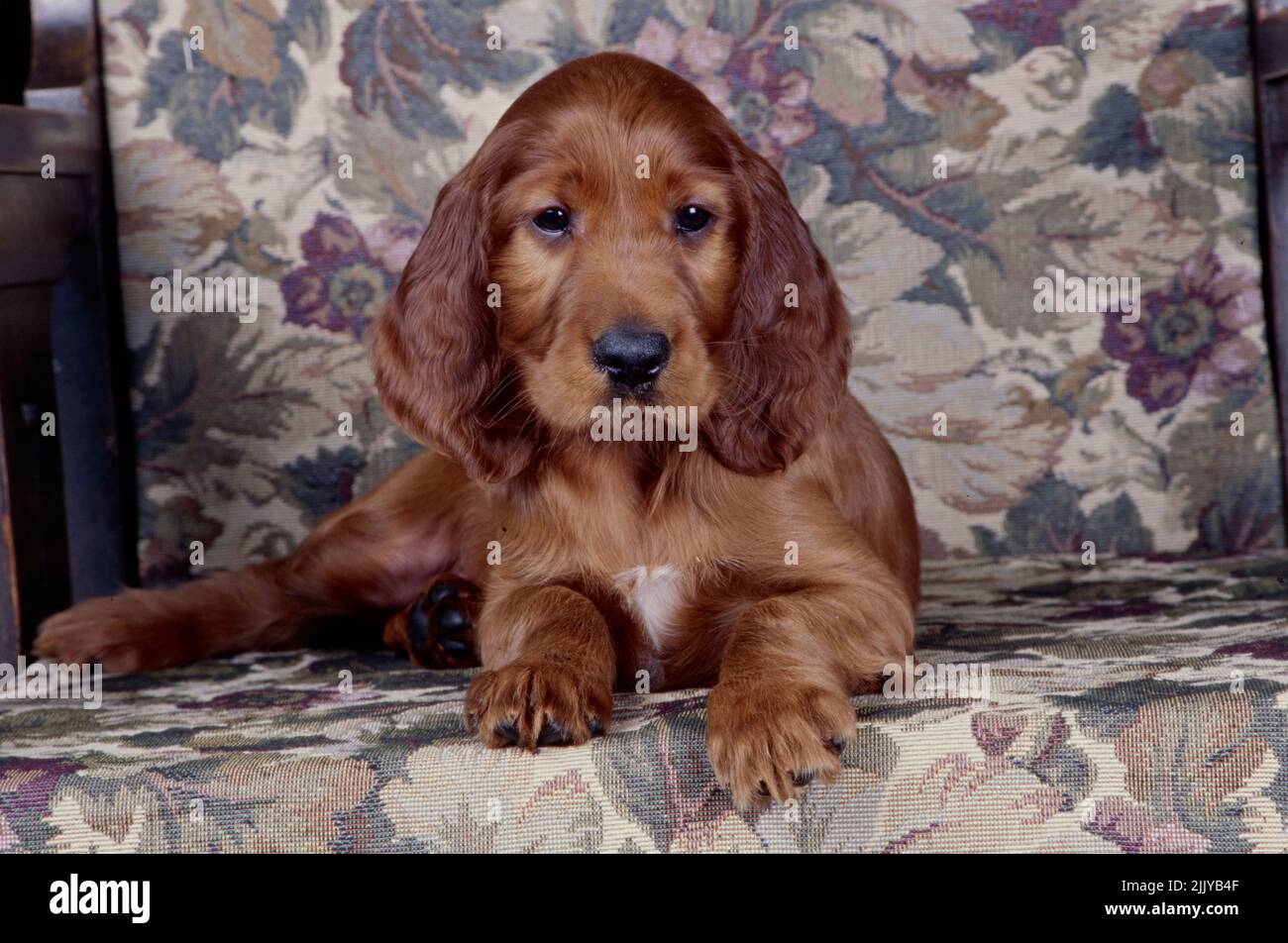 Irish Setter puppy on chair Stock Photo - Alamy