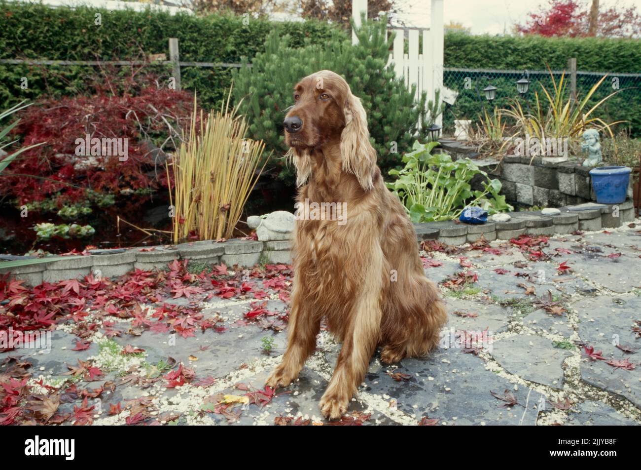 Irish Setter in garden Stock Photo - Alamy