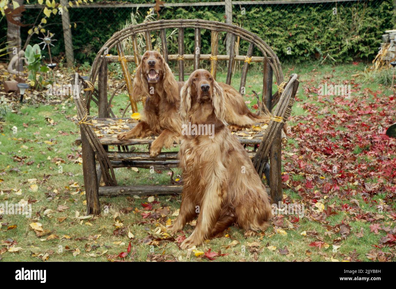 Irish Setters in yard Stock Photo - Alamy