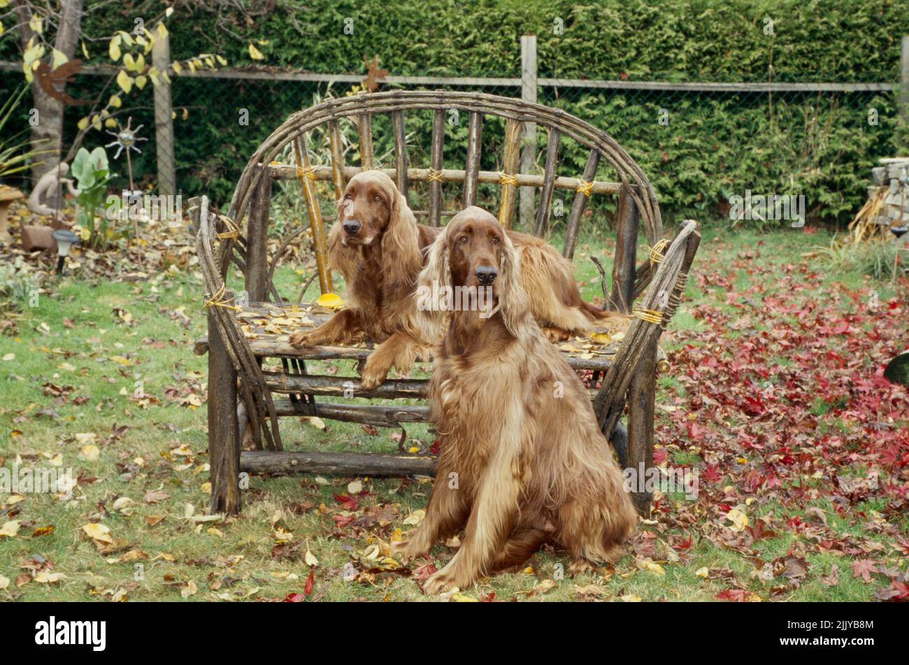 Irish Setters in yard Stock Photo - Alamy