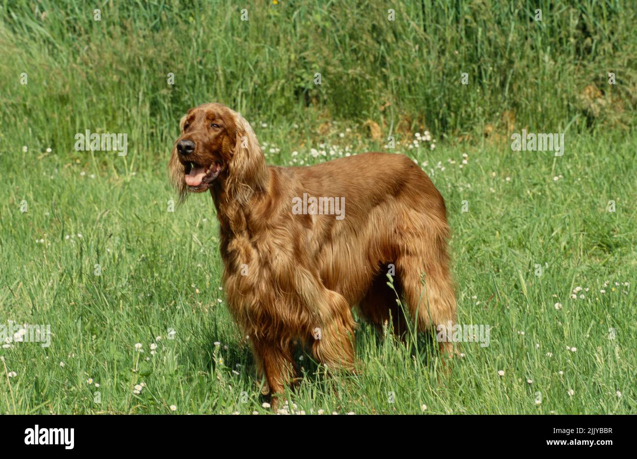 Irish Setter in grass Stock Photo - Alamy