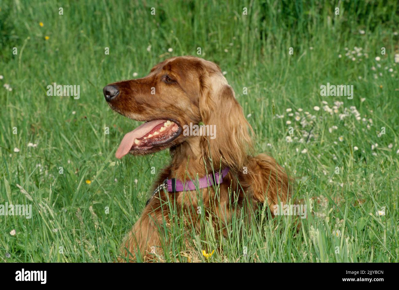 Irish Setter in grass Stock Photo - Alamy