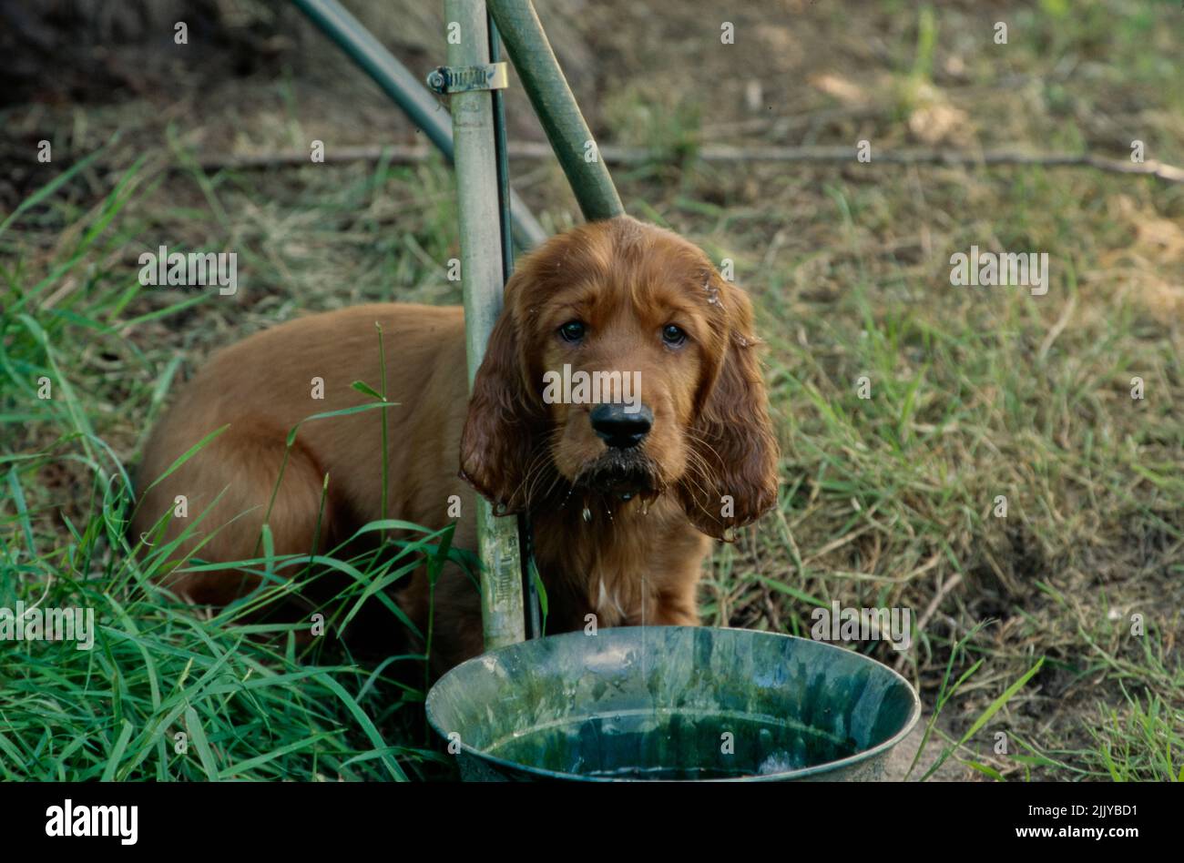 Irish Setter puppy in grass Stock Photo - Alamy