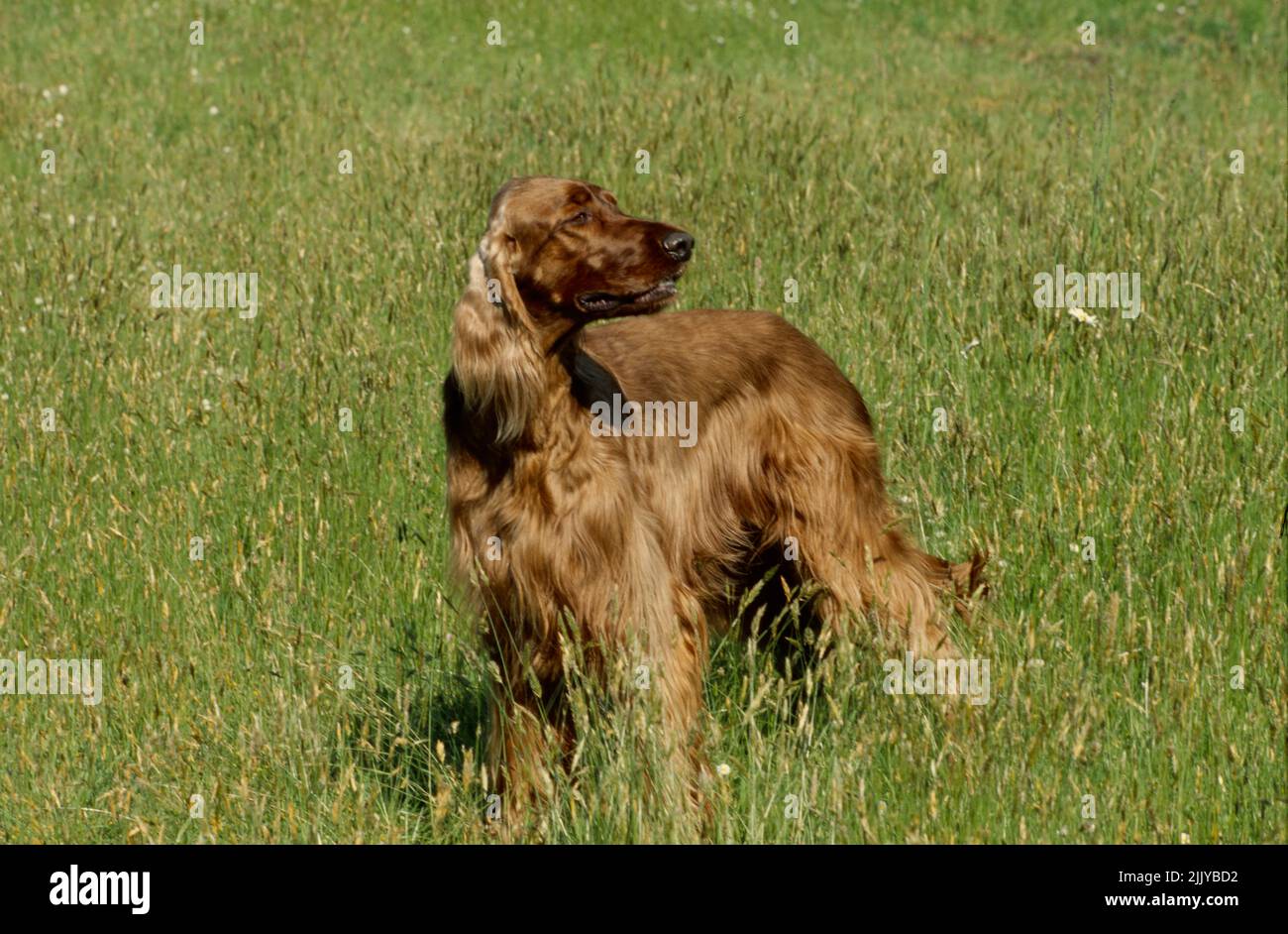 Irish Setter in grass Stock Photo - Alamy