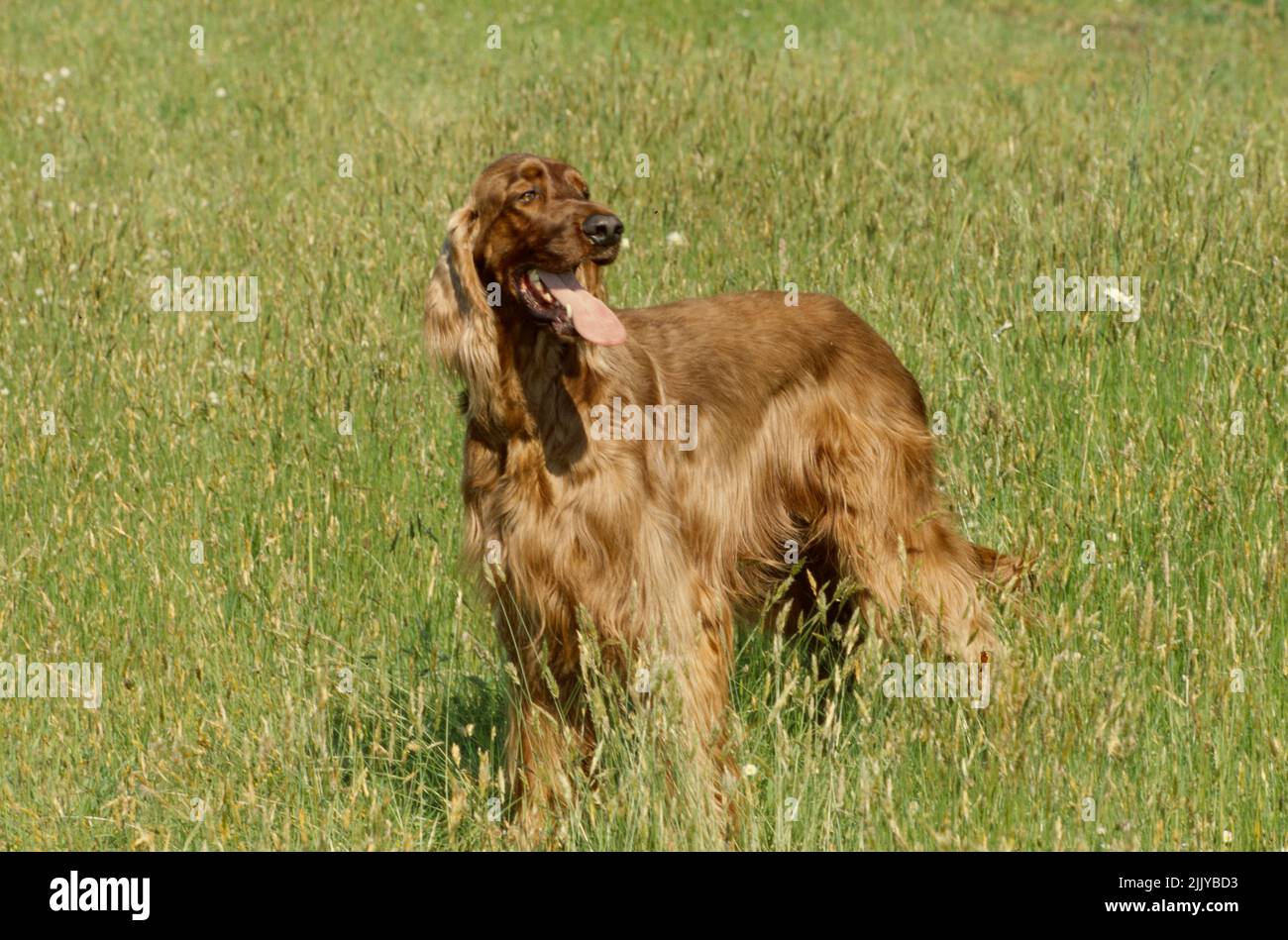 Irish Setter in grass Stock Photo - Alamy