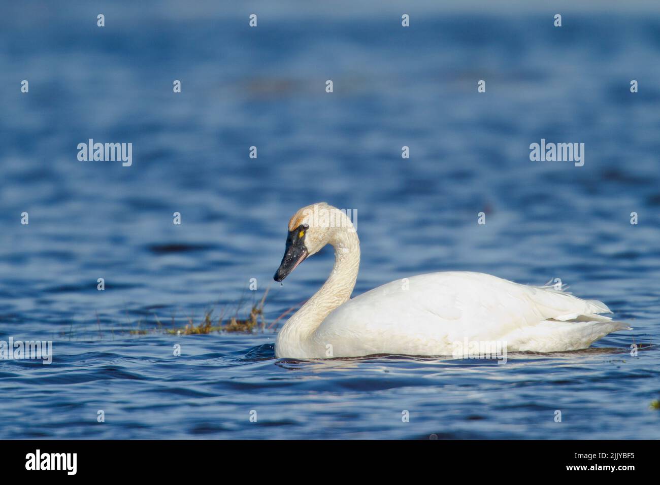 Tundra Swan (Cygnus columbianus Stock Photo - Alamy