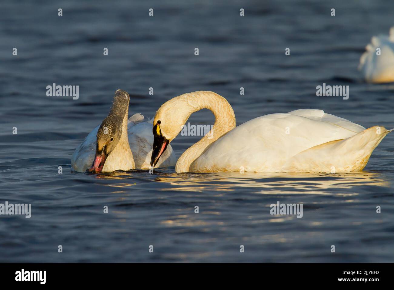 Animals birds tundra swan hi-res stock photography and images - Alamy