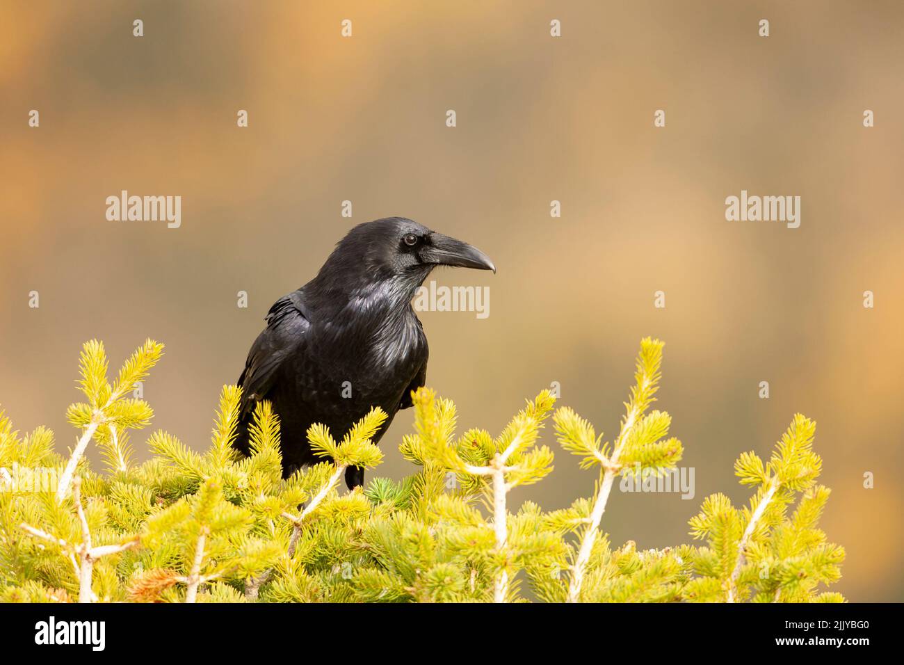 Common Raven (Corvus corax Stock Photo - Alamy