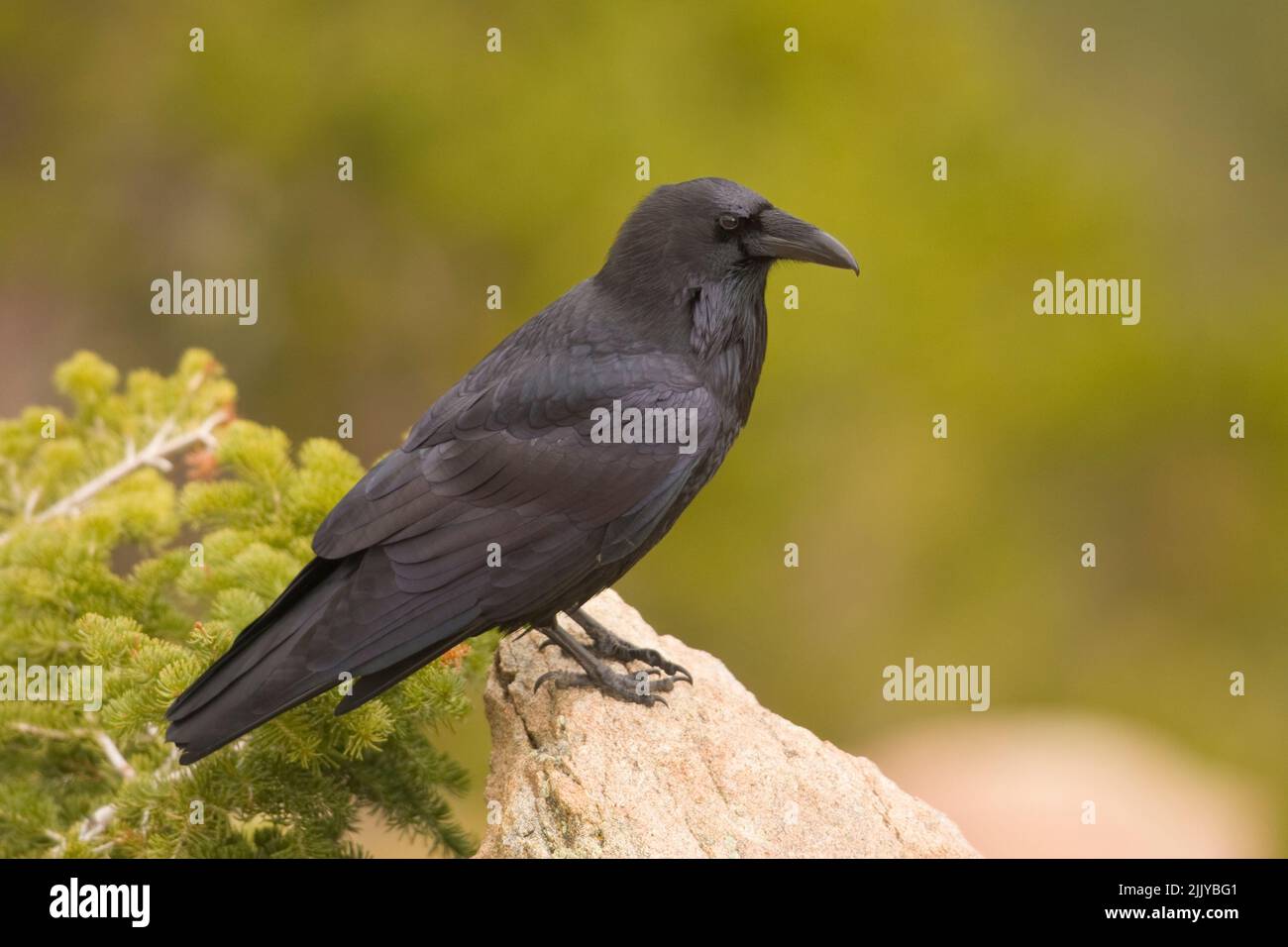 Common Raven (Corvus corax Stock Photo - Alamy