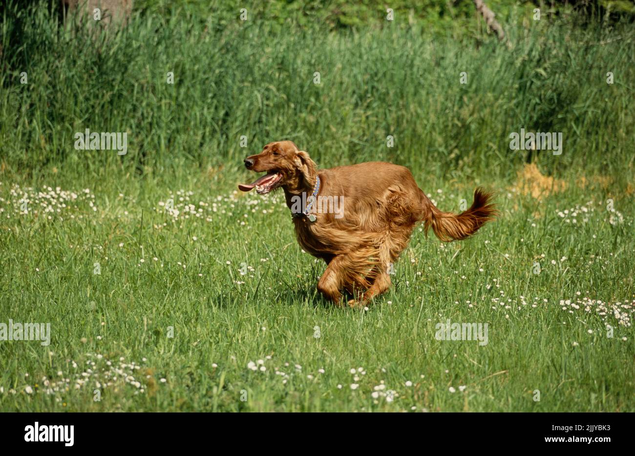 Irish Setter in grass Stock Photo - Alamy