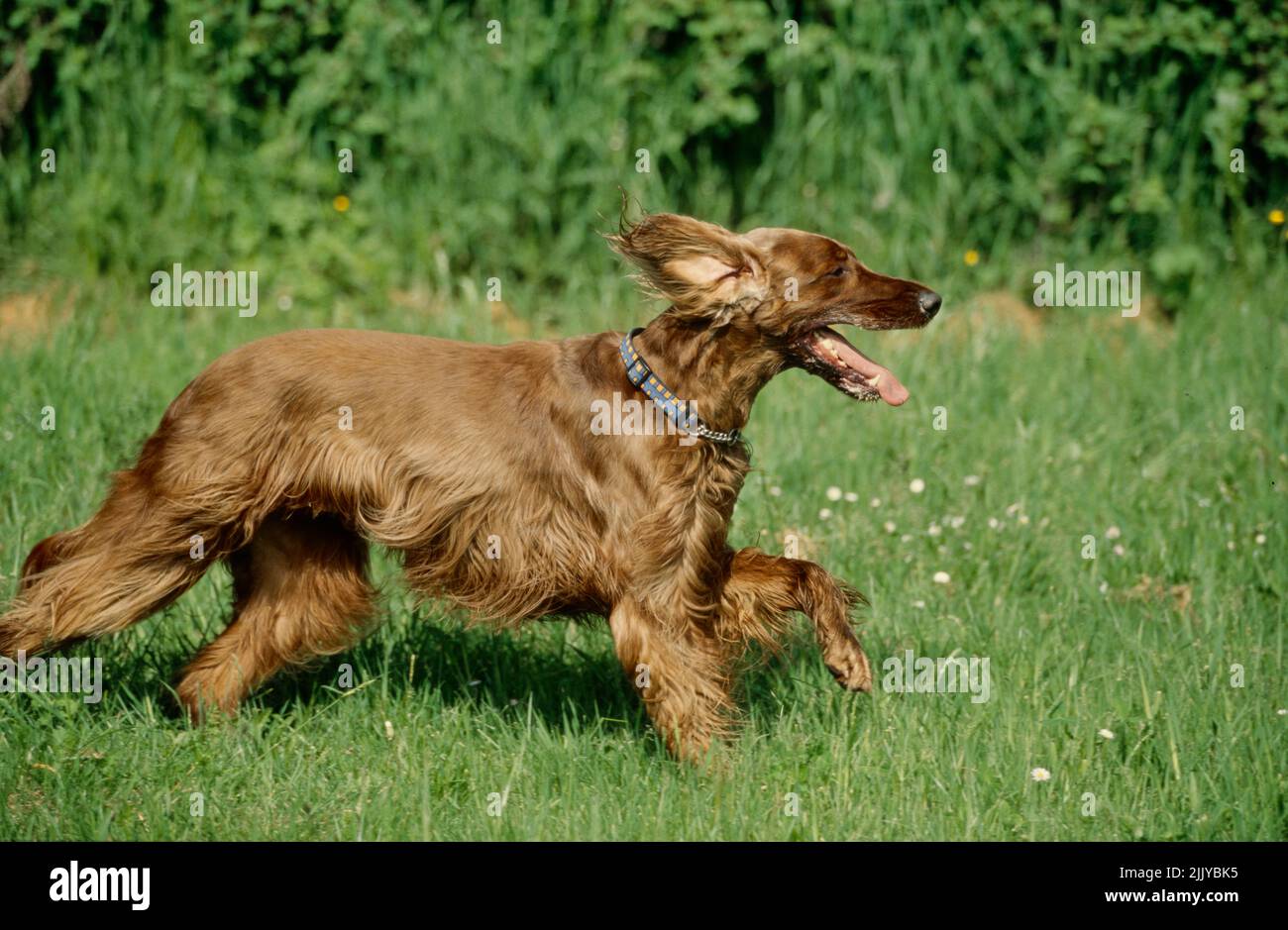 Irish Setter in grass Stock Photo - Alamy