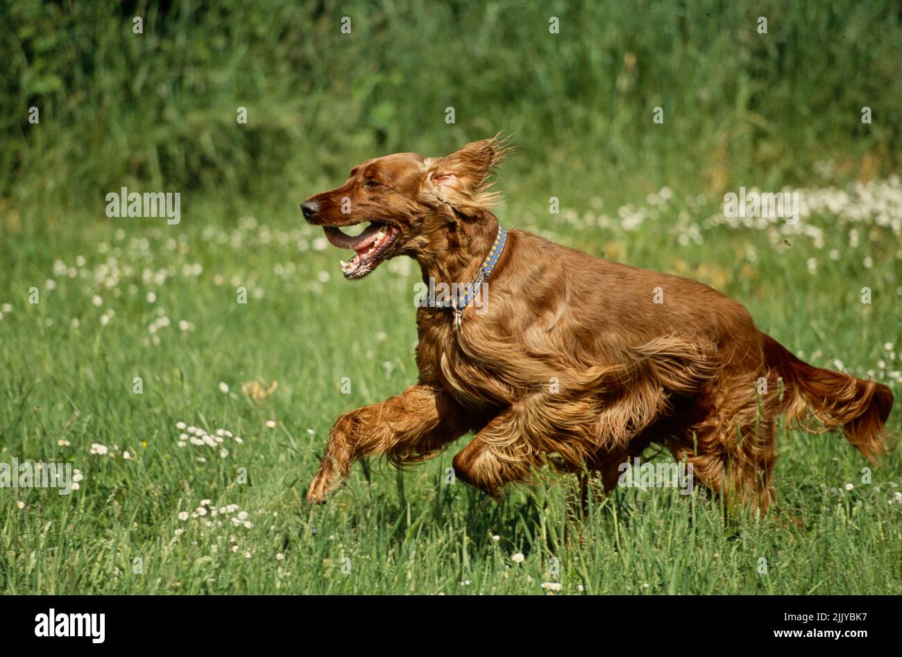 Irish Setter in grass Stock Photo - Alamy