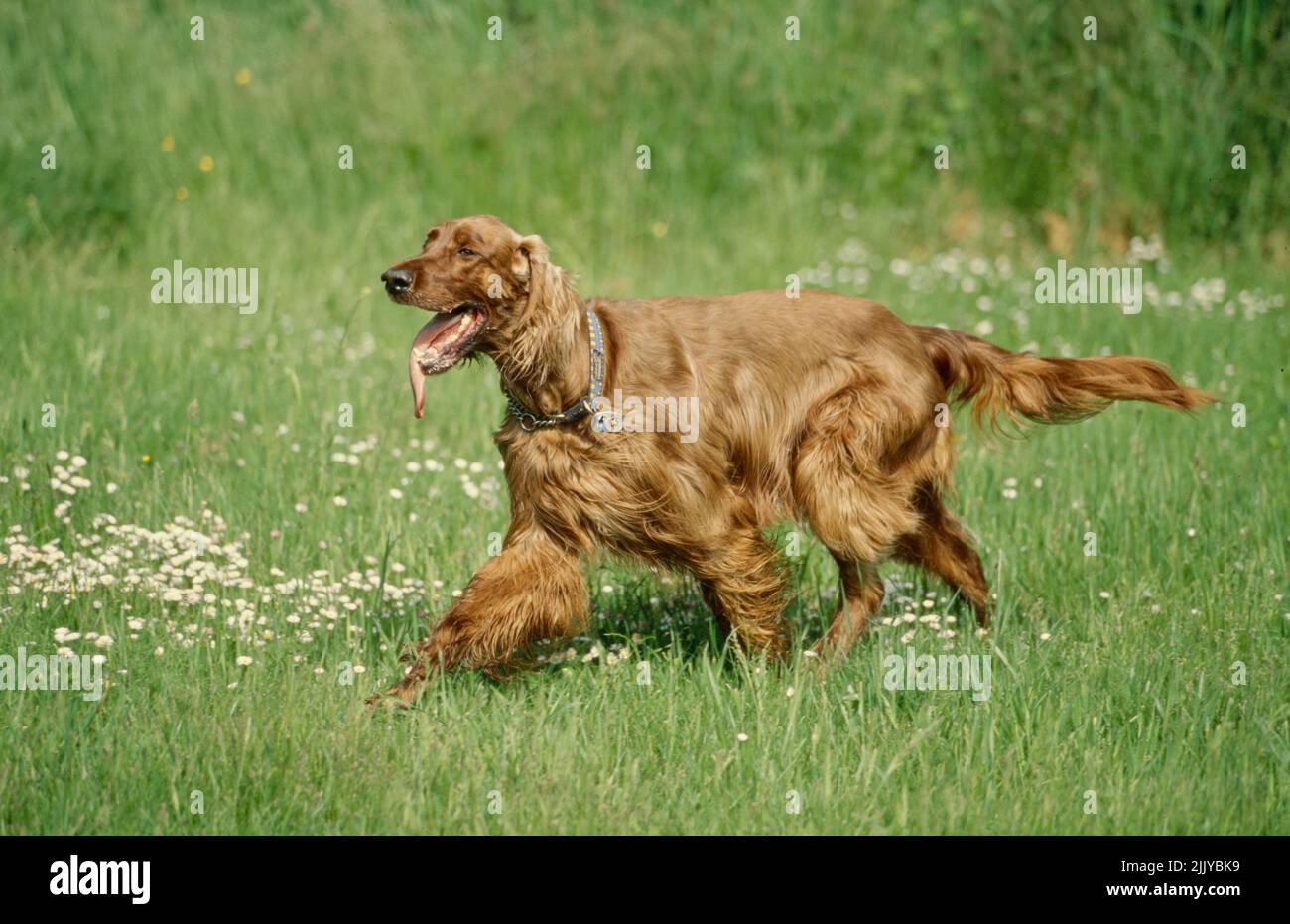 Irish Setter in grass Stock Photo - Alamy