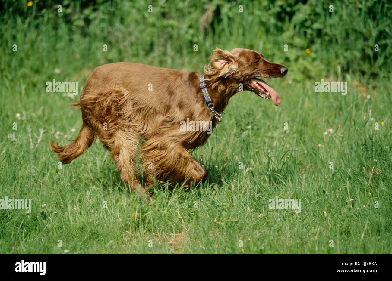 Irish Setter in grass Stock Photo - Alamy