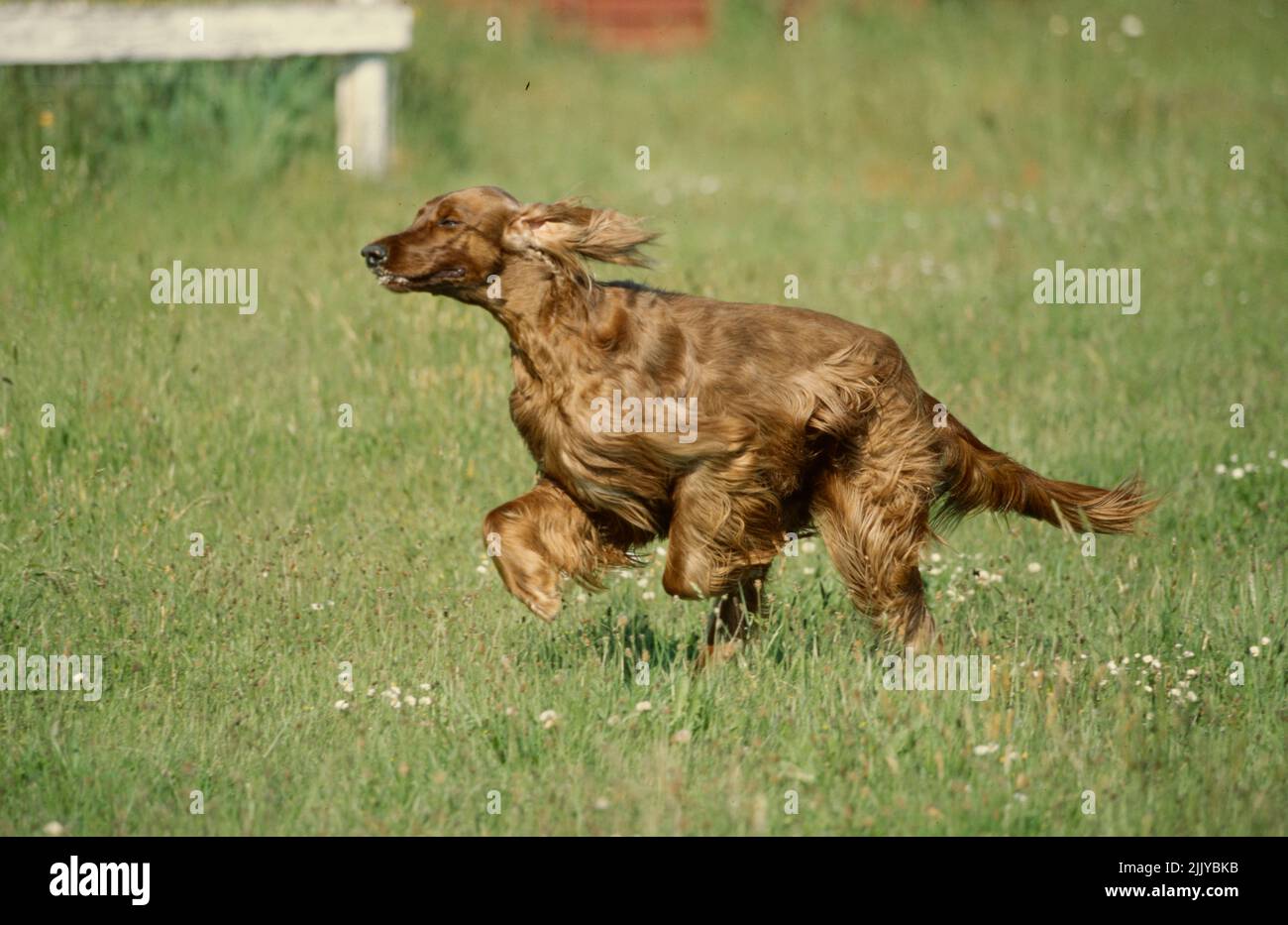 Irish Setter in grass Stock Photo - Alamy