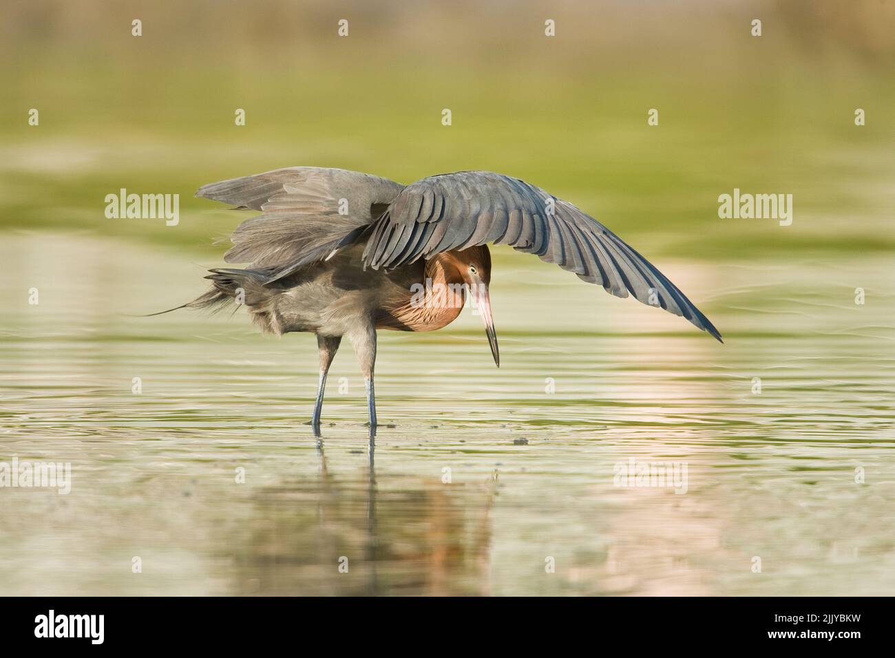 Reddish Egret (Egretta rufescens) using wings to confuse fish Stock ...