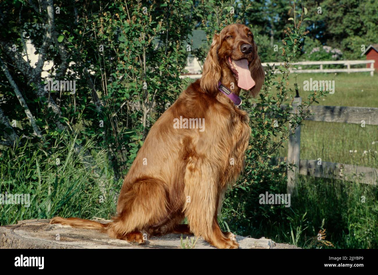 Irish Setter on rock Stock Photo - Alamy