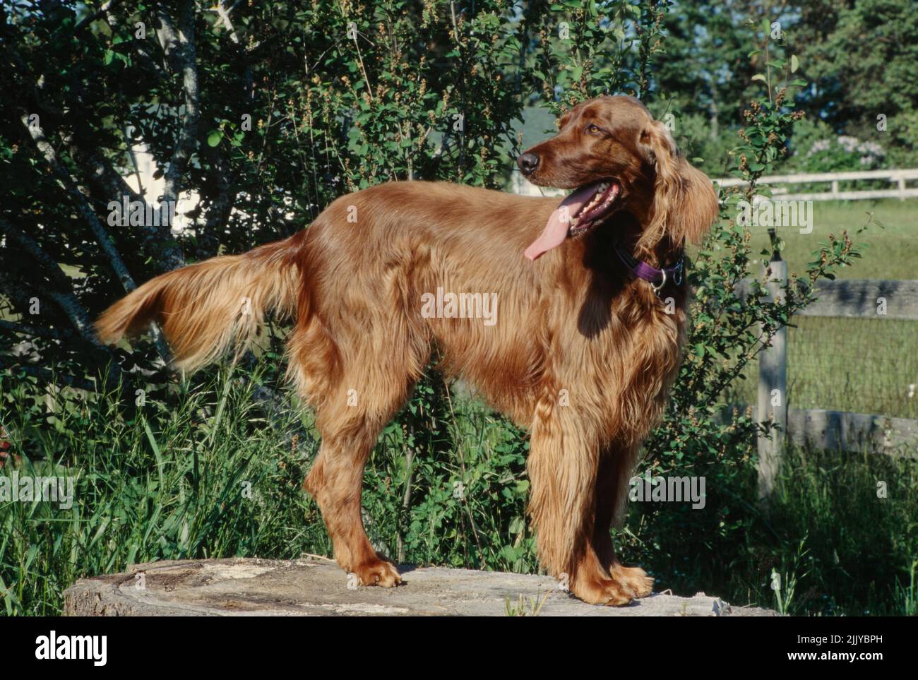Irish Setter on rock Stock Photo - Alamy
