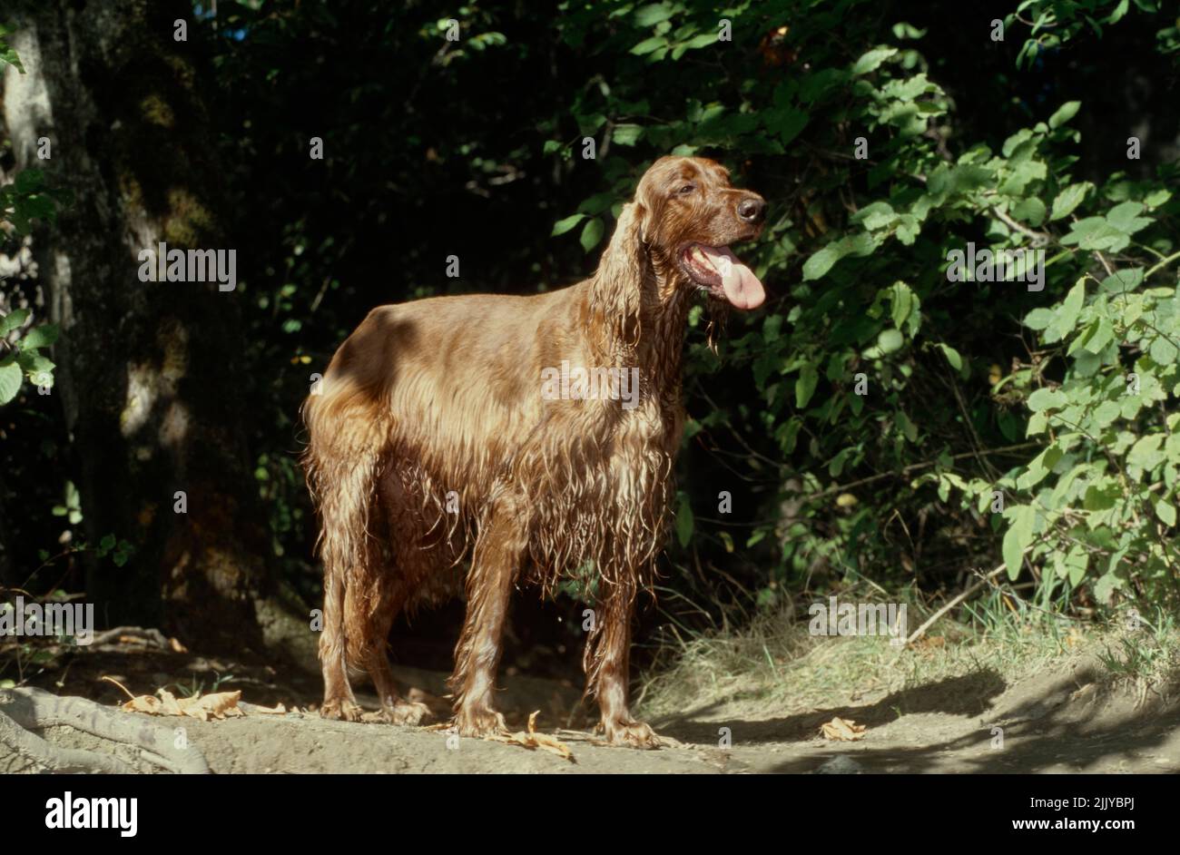Irish Setter in yard Stock Photo - Alamy