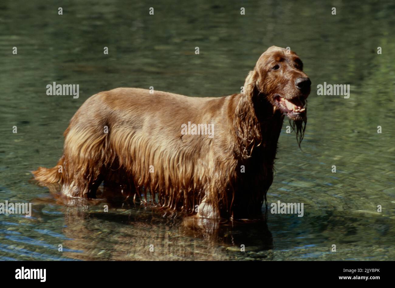 Irish Setter in water Stock Photo - Alamy