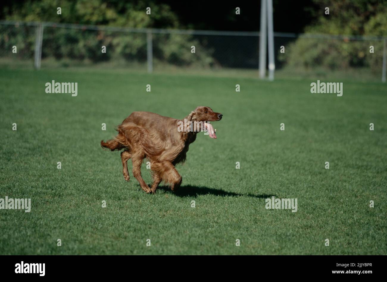 Irish Setter in grass Stock Photo - Alamy