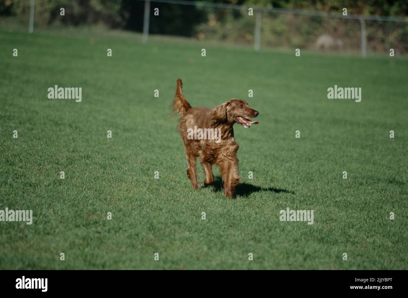 Irish Setter in grass Stock Photo - Alamy