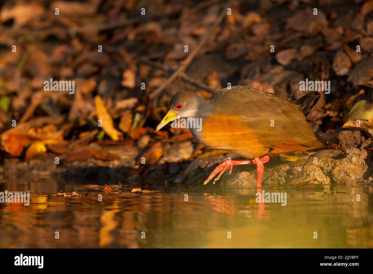 Gray-necked Wood Rail (Aramides cajanea Stock Photo - Alamy