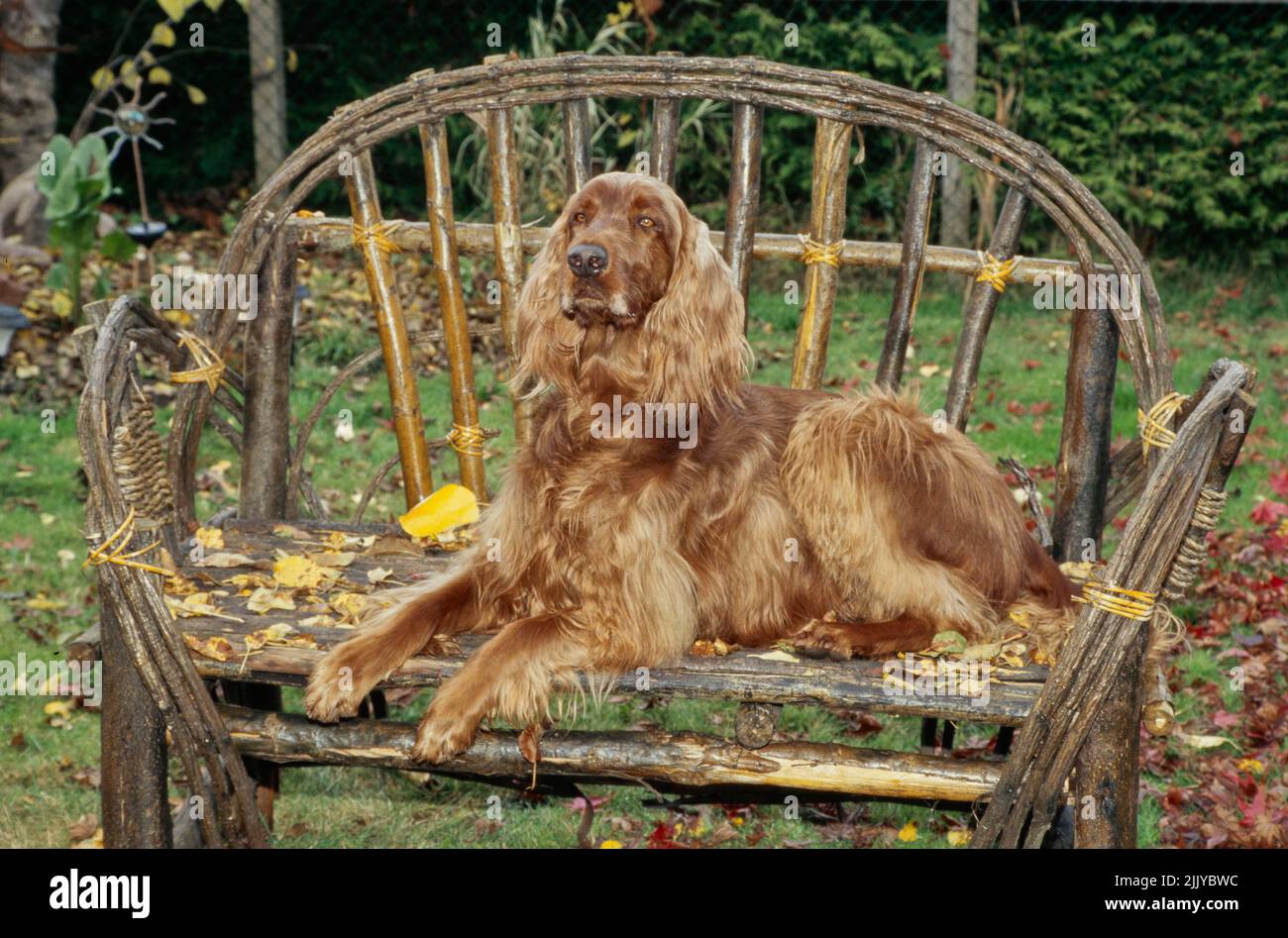 Irish Setter in chair Stock Photo - Alamy