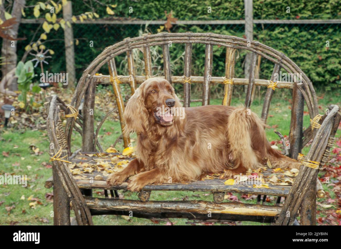 Irish Setter in chair Stock Photo - Alamy