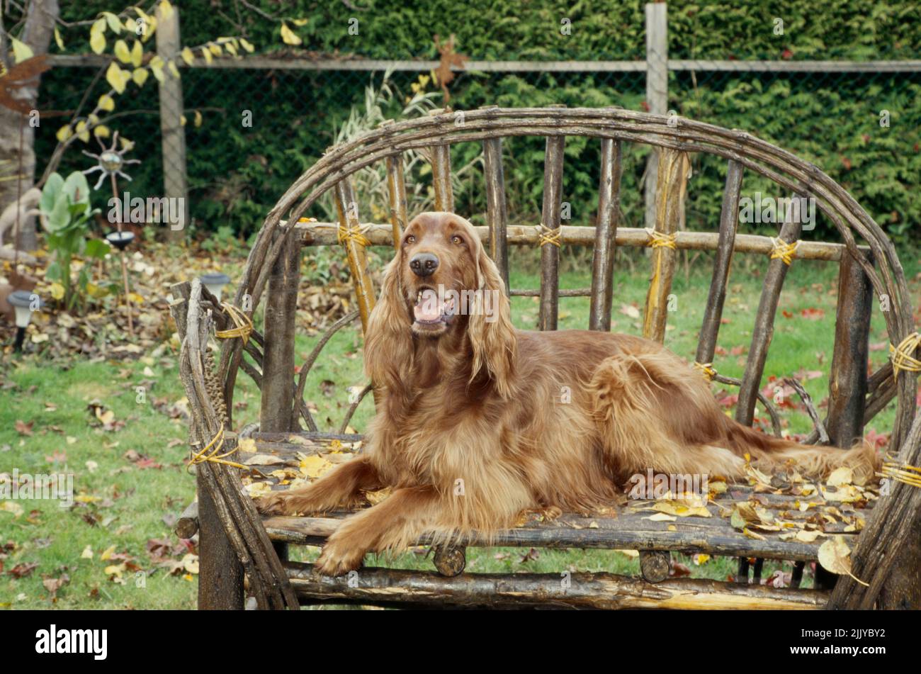 Irish Setter in chair Stock Photo - Alamy
