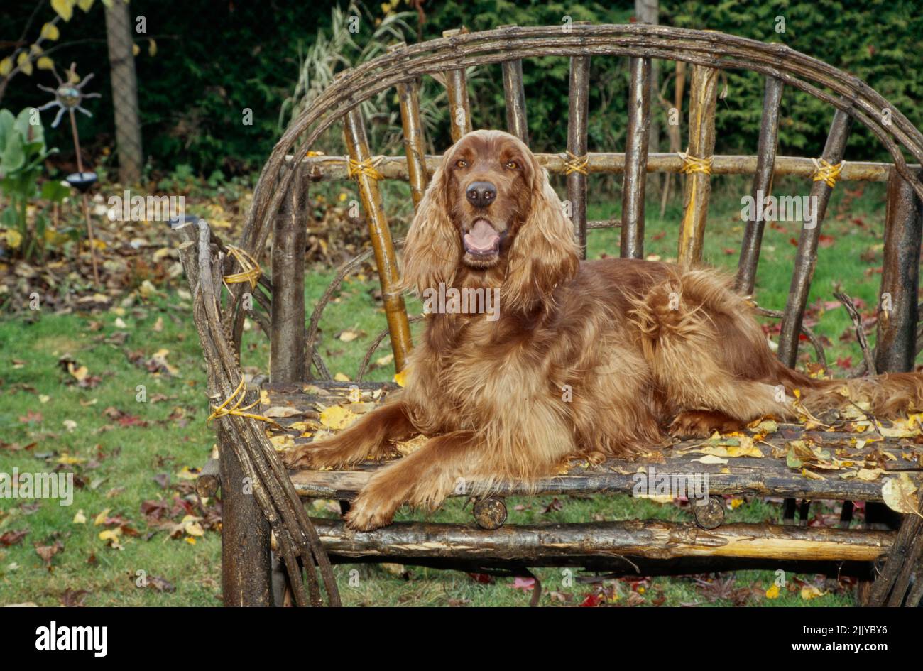 Irish Setter in chair Stock Photo - Alamy