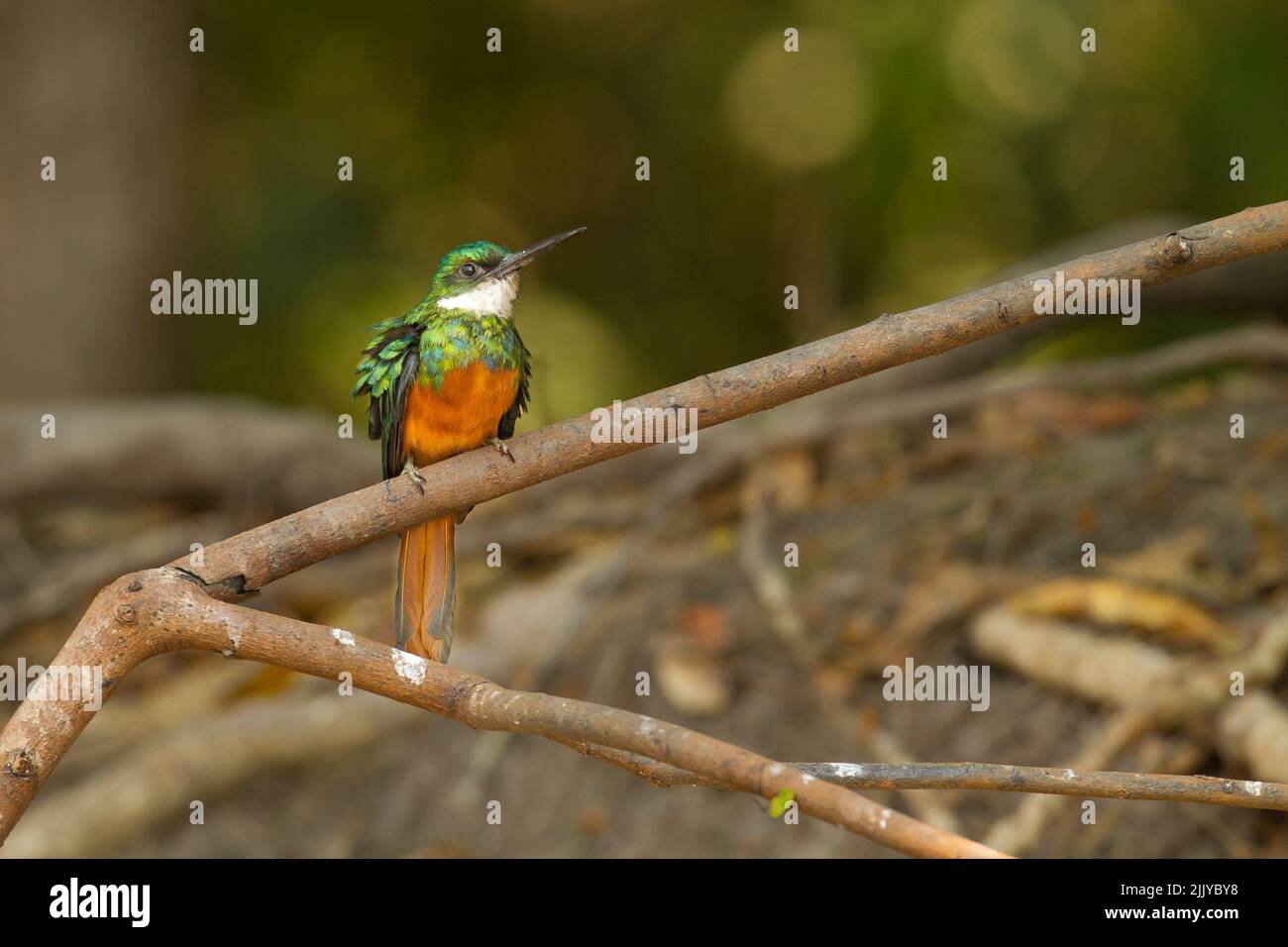 Rufous-tailed Jacamar (Galbula ruficauda Stock Photo - Alamy