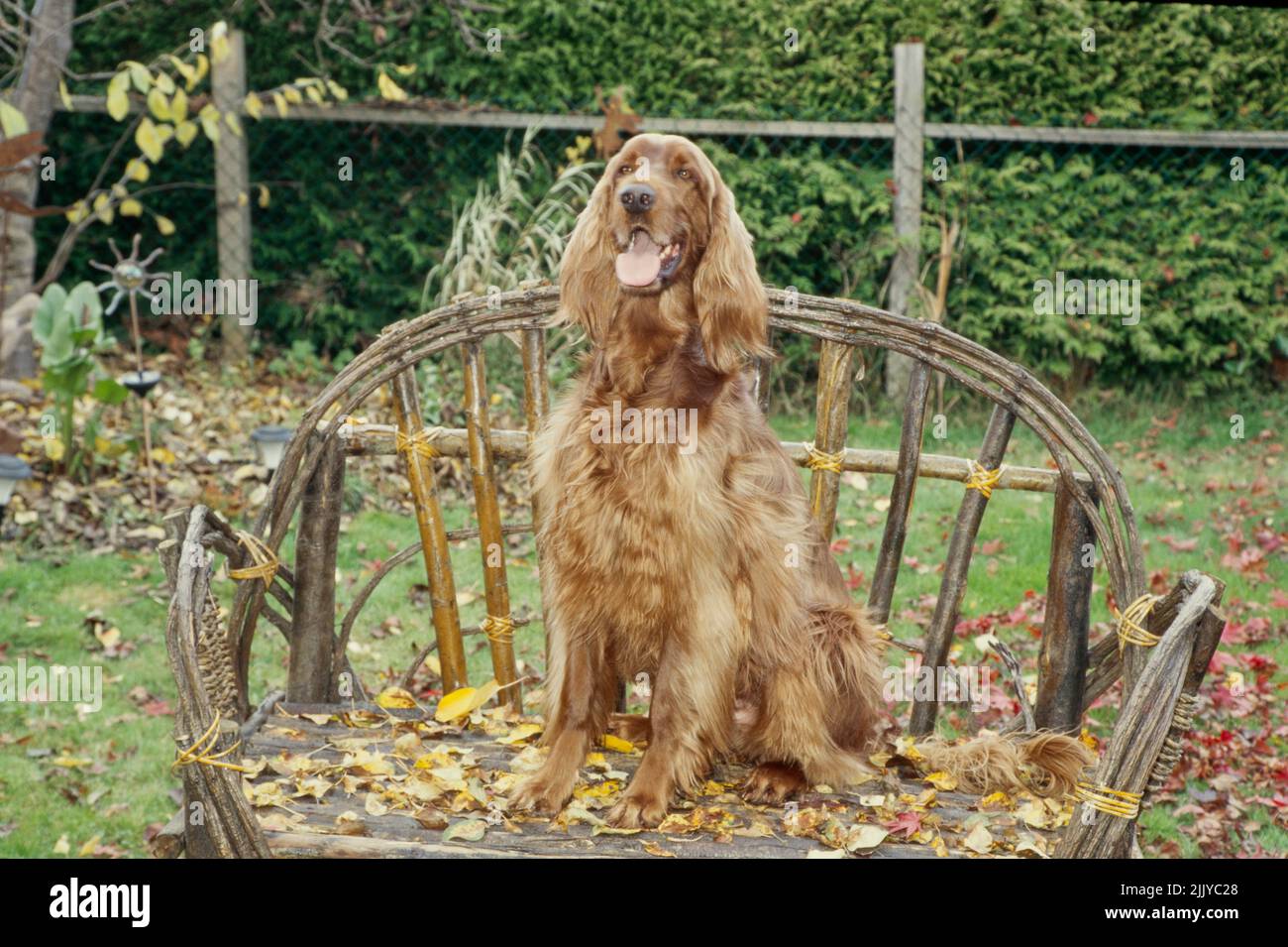 Irish Setter in chair Stock Photo - Alamy