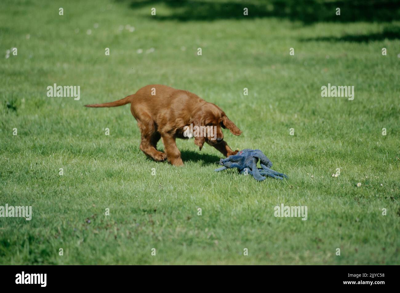 Irish Setter puppy in grass Stock Photo - Alamy