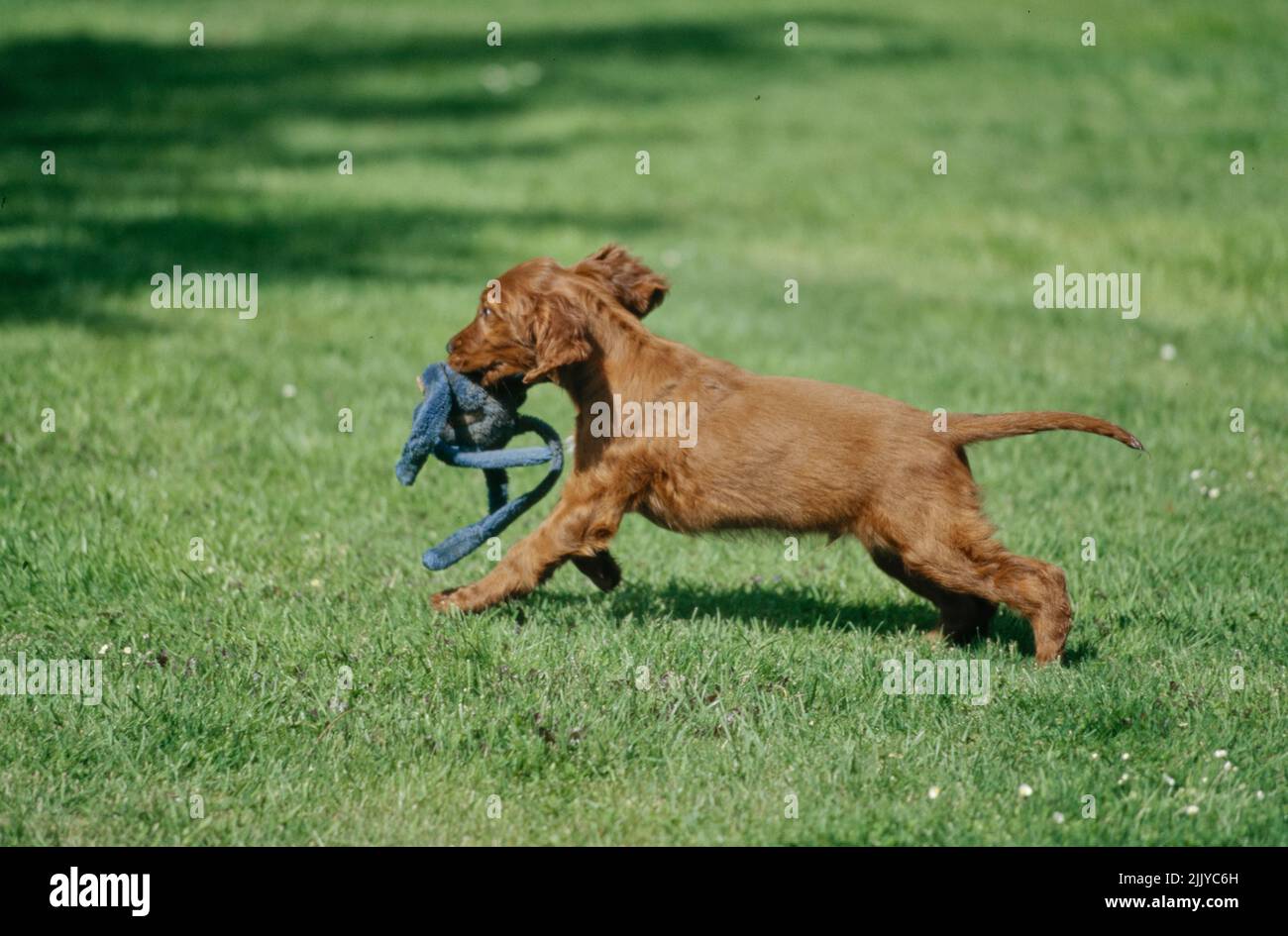 Irish Setter puppy in grass Stock Photo - Alamy