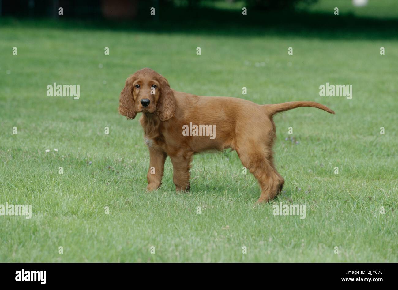 Irish Setter puppy in grass Stock Photo - Alamy