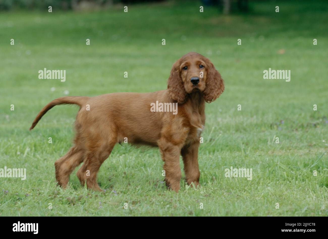Irish Setter puppy in grass Stock Photo - Alamy