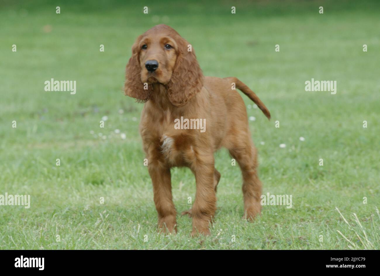 Irish Setter puppy in grass Stock Photo - Alamy