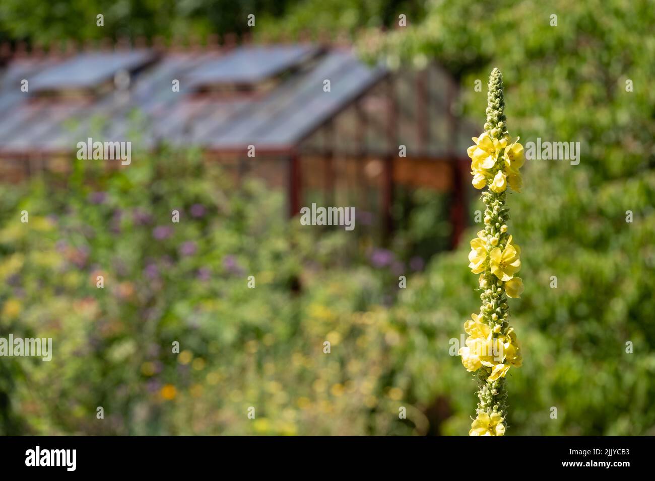 The stunning vegetable garden at Chateau de Chaumont in the Loire ...
