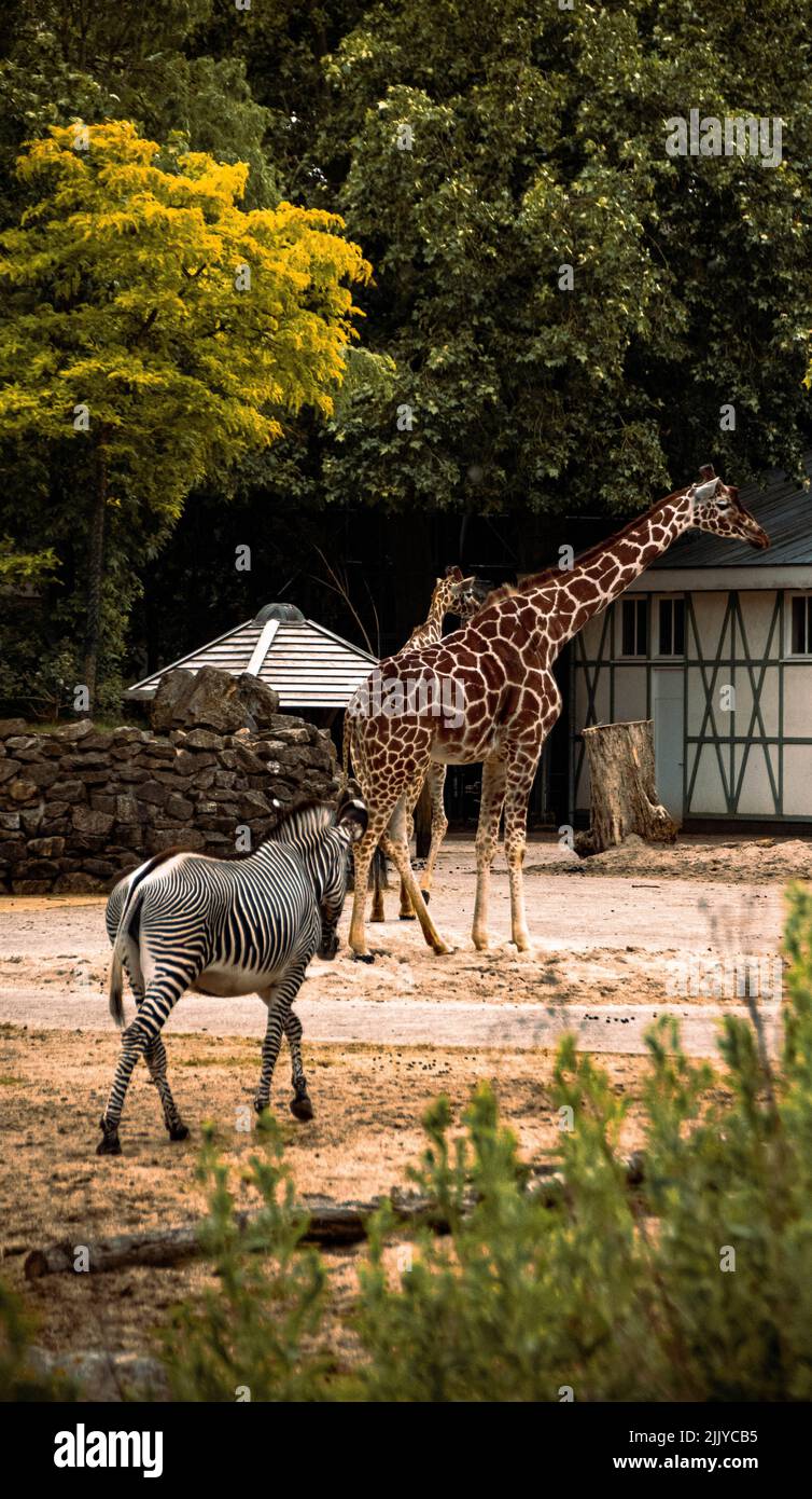 A vertical shot of giraffes and a zebra in the zoo Stock Photo - Alamy