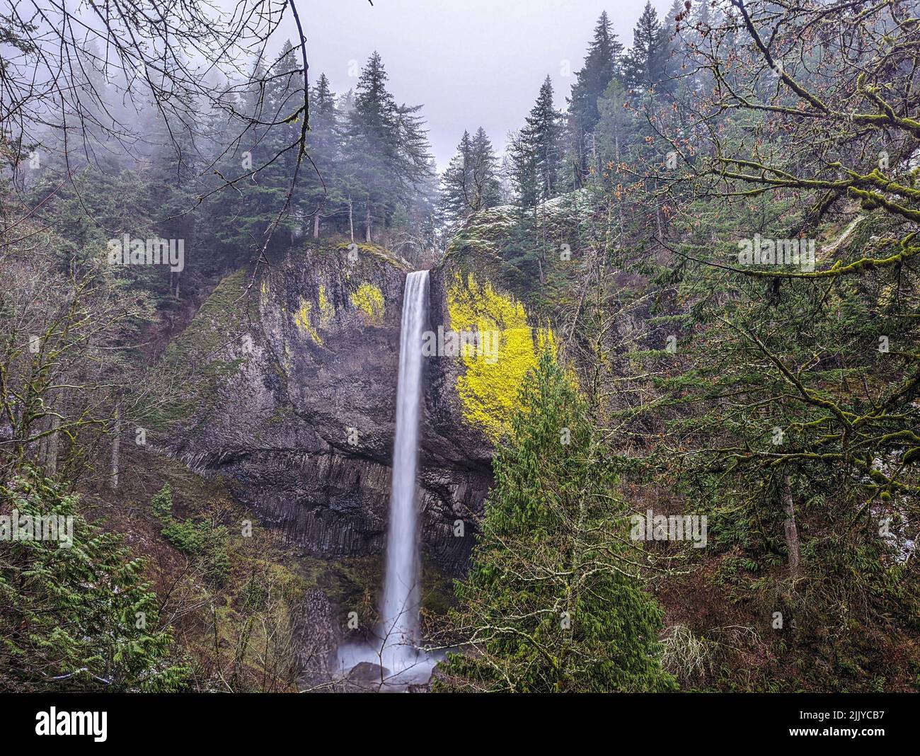 A beautiful view of Latourell Falls surrounded with pine trees in Guy ...