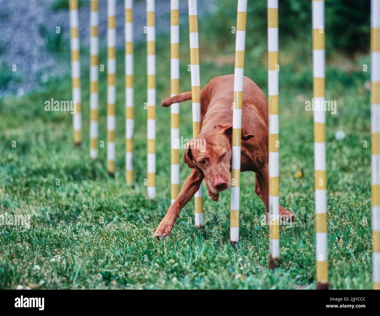 Vizsla running through obstacle course poles Stock Photo - Alamy