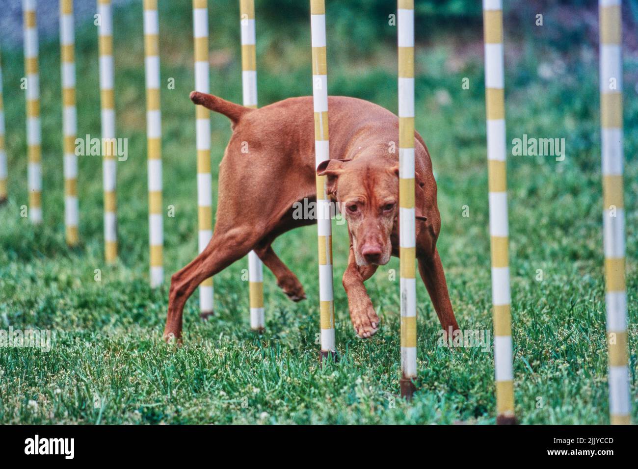 Dog obstacle course hi-res stock photography and images - Alamy