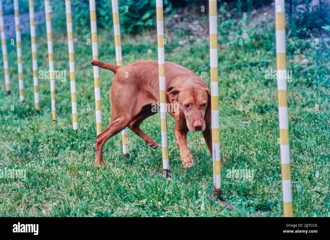 Vizsla running through obstacle course poles Stock Photo - Alamy