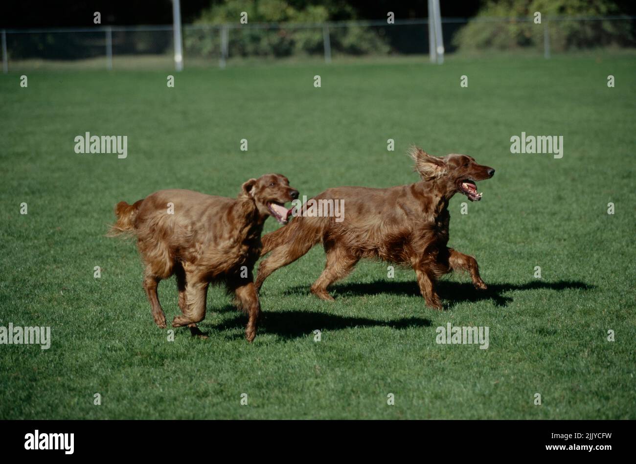 Irish Setters in grass Stock Photo - Alamy