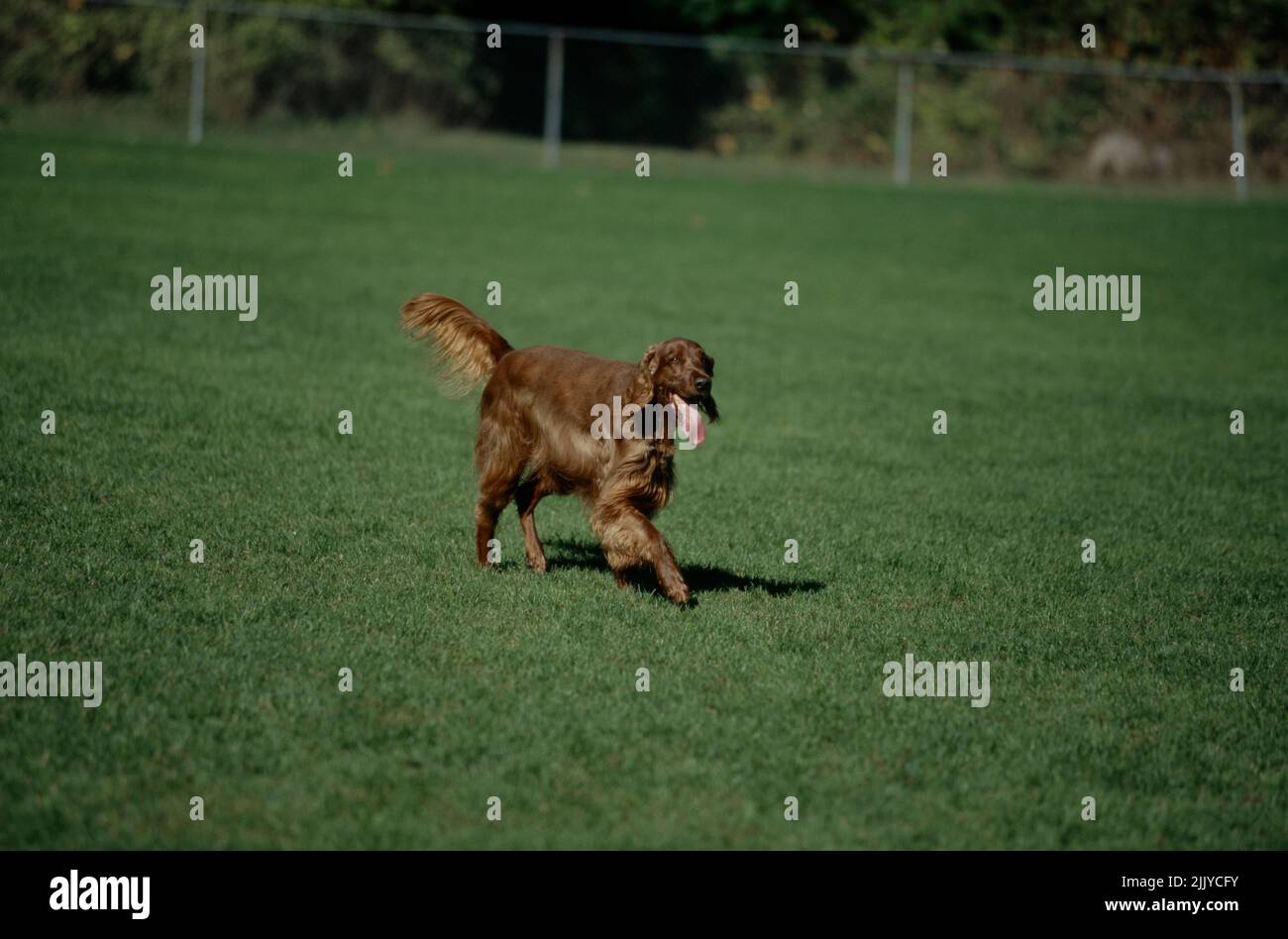 Irish Setter in grass Stock Photo - Alamy
