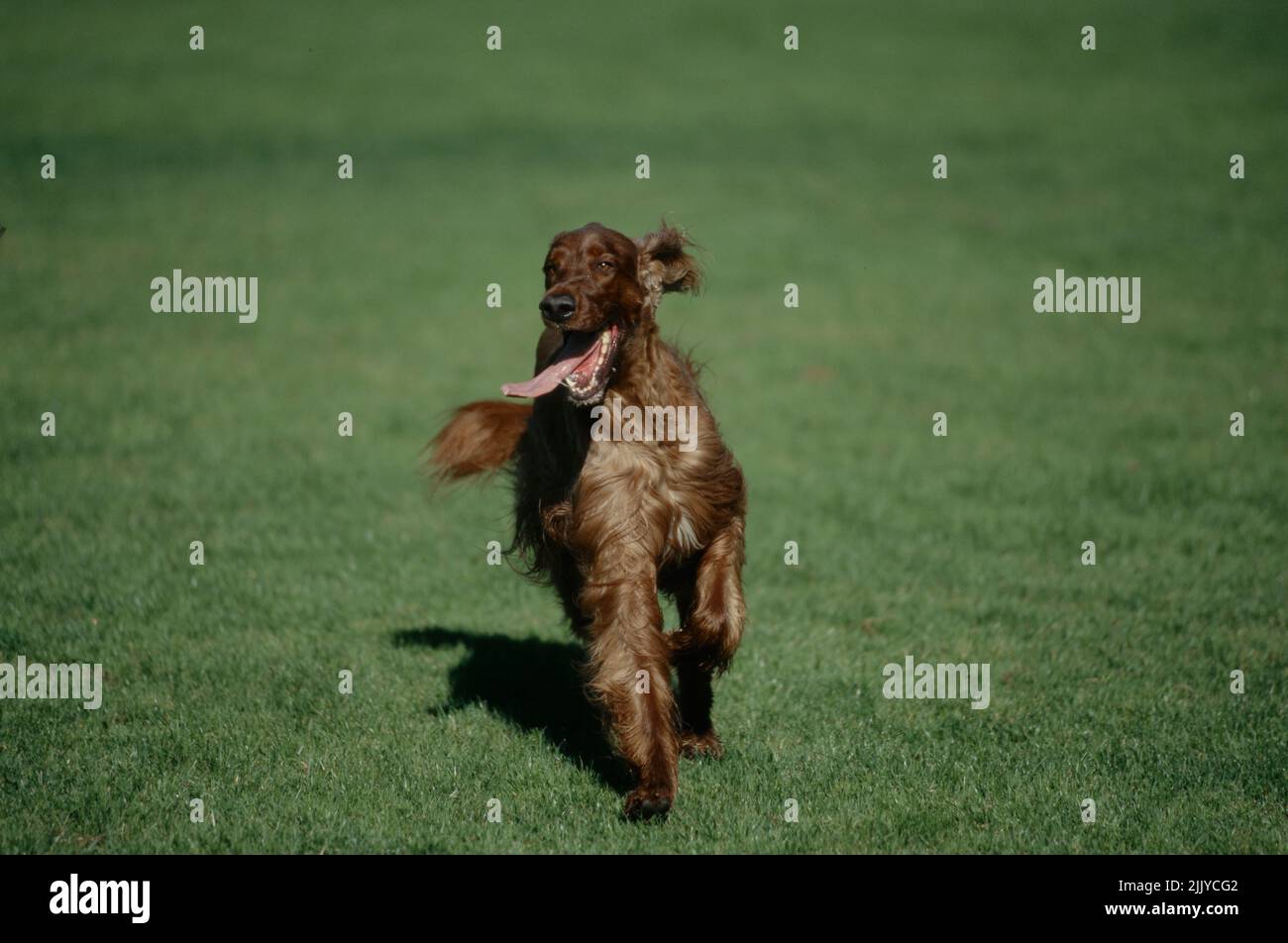 Irish Setter in grass Stock Photo - Alamy