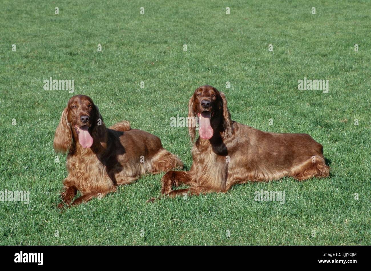 Irish Setters in grass Stock Photo - Alamy